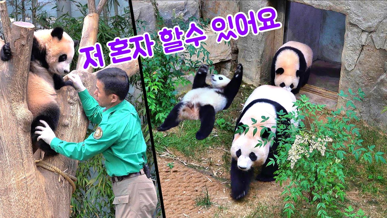 루이바오 후이바오 퇴근은 내가 할게 할부지는 쉬세요 240616 Youtube