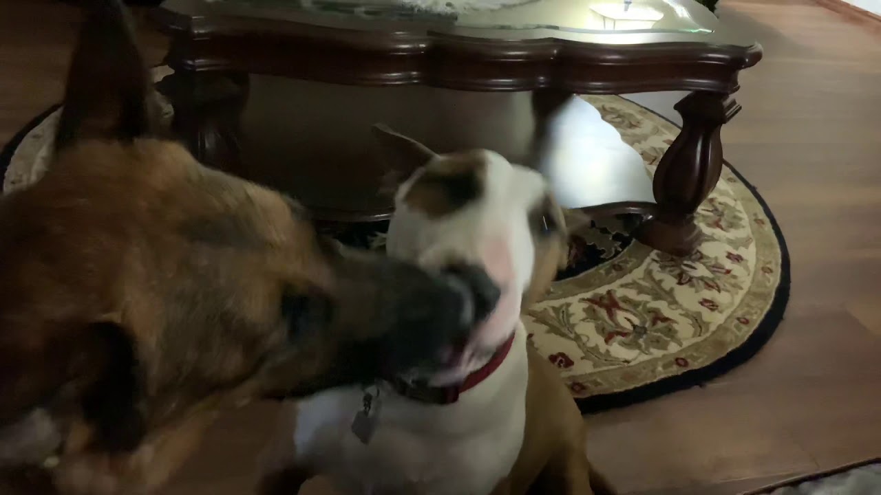 Magnus plays dead, Kaiser loses interest - YouTube