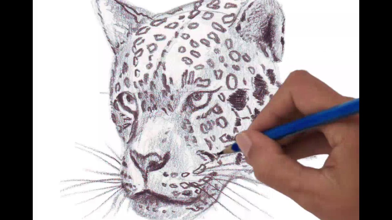 How to draw Leopard head, perspective view - YouTube