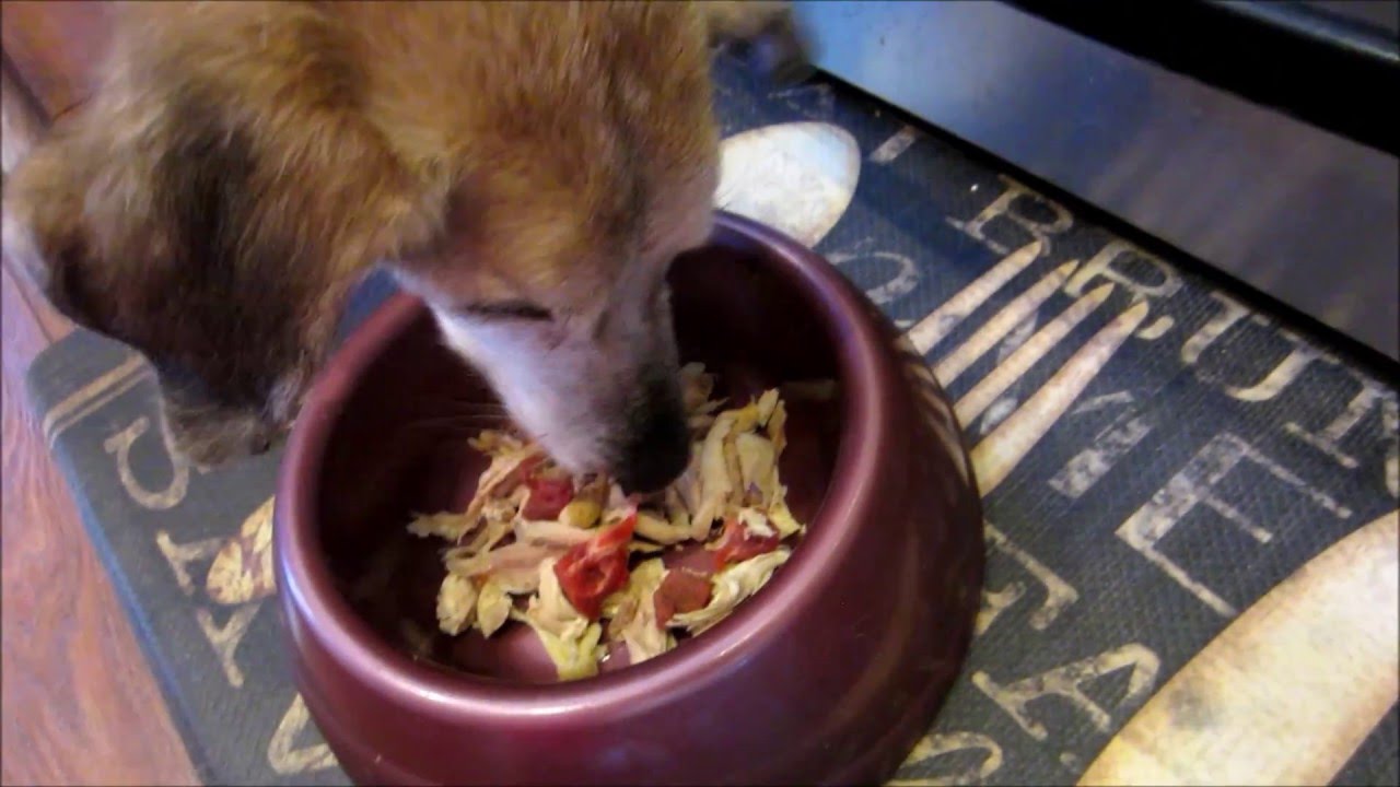 Dogs Eating My Home Cooked Food ~ Dog Mukbang? Lol - YouTube