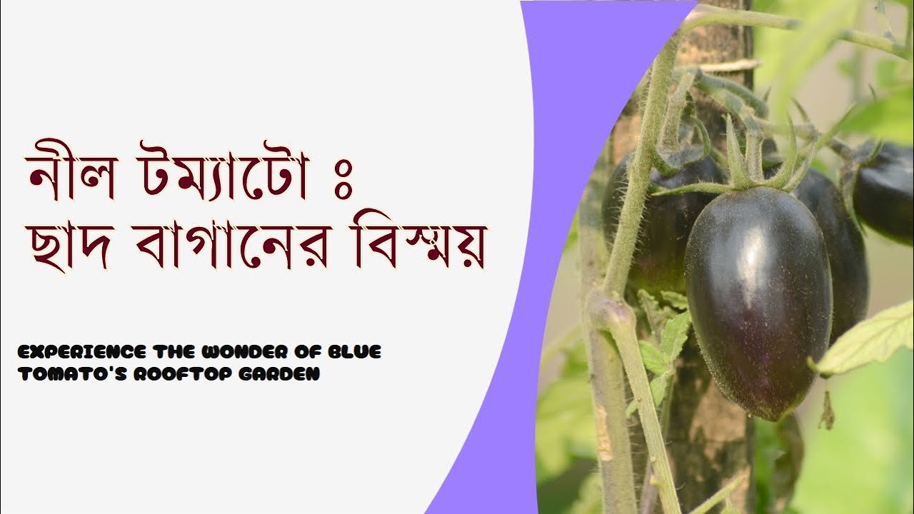 Experience the Wonder of Blue Tomato's Rooftop Garden | নীল টম্যাটো ...