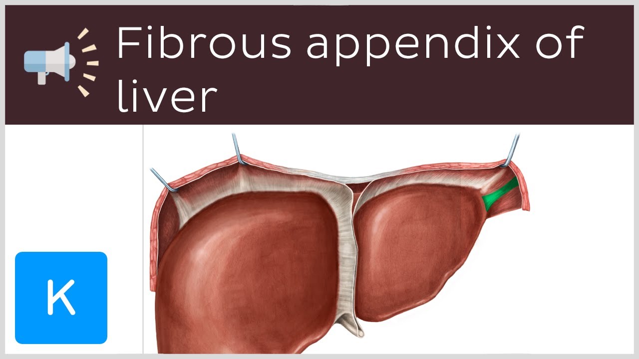 Fibrous appendix of liver | Anatomical Terms Pronunciation by Kenhub ...