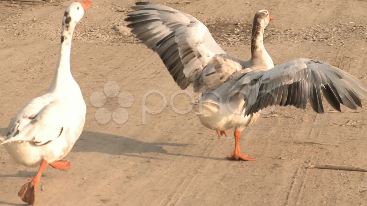 Funny geese running away. Stock Footage - YouTube