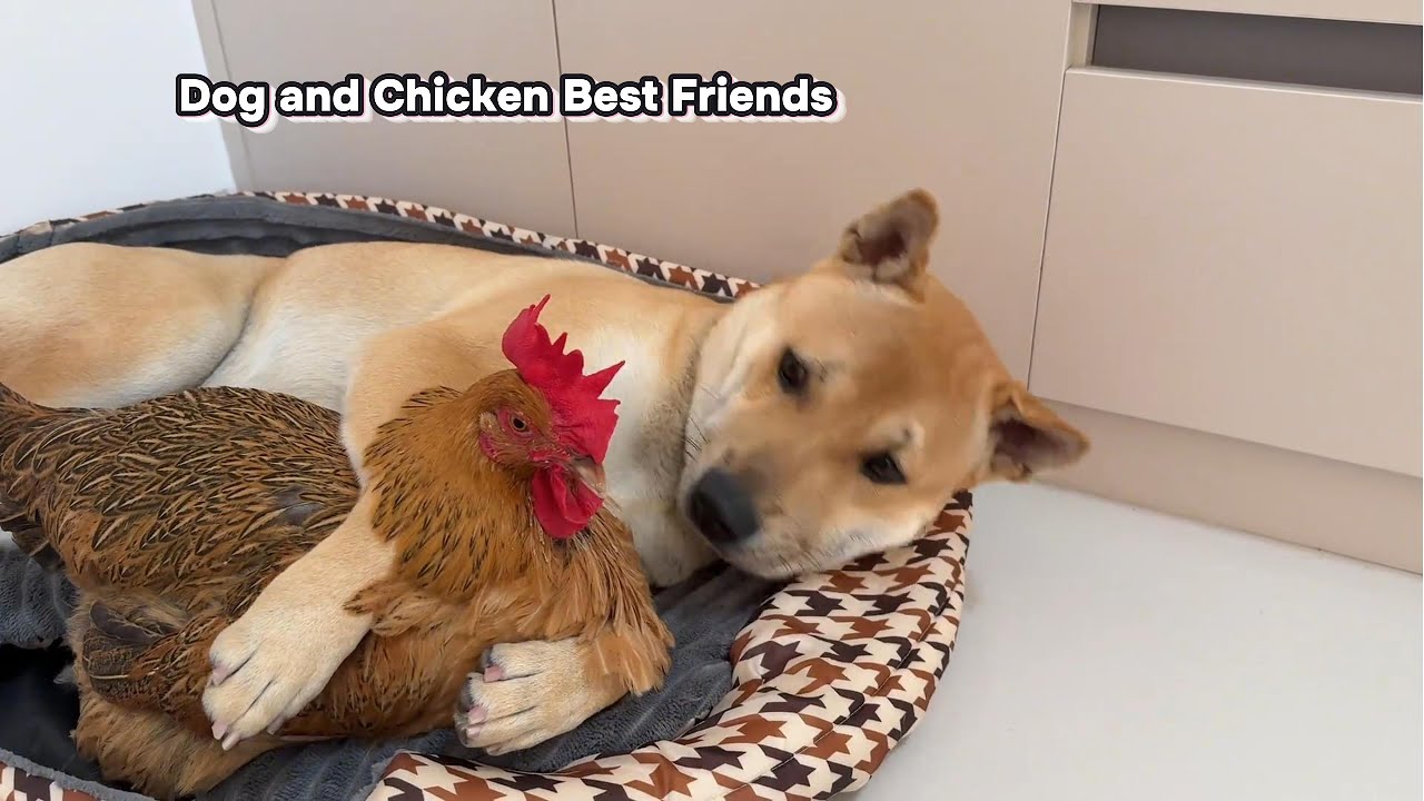 Dog and Chicken Best Friends - YouTube