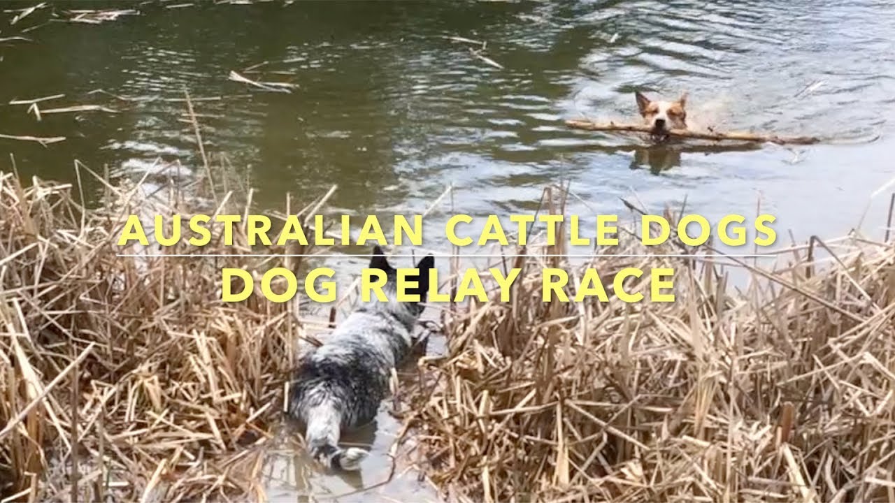 Australian Cattle Dogs - Dog Relay Race - YouTube