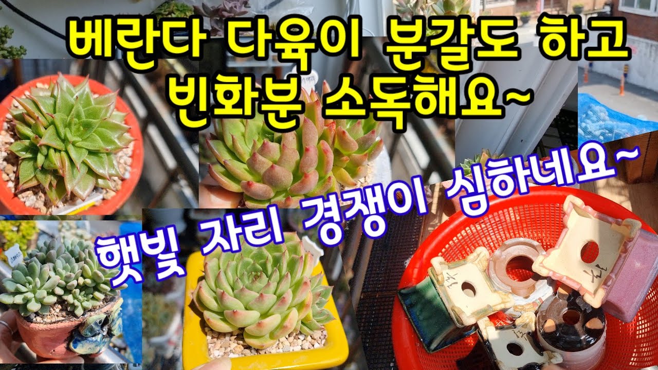 베란다 다육이 최대한 밖으로 내보내요🌸 빈 화분도 소독하고 신입도 분갈이 가을 분갈이 시작 해요~🍀난간 바구니 설치 이렇게 해요