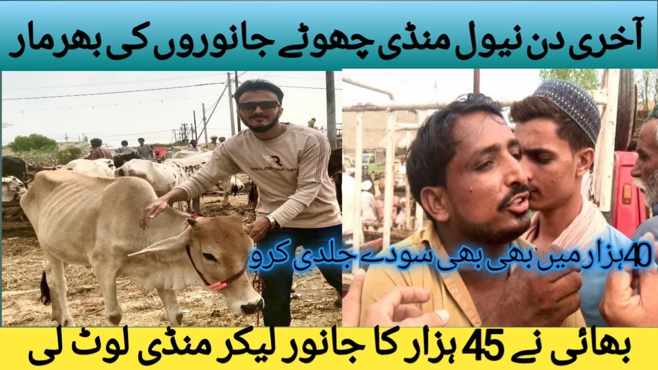 Naval Mandi Last Day | Chota Janwar 40 sa 80 Jazar me | Northern Bypass ...
