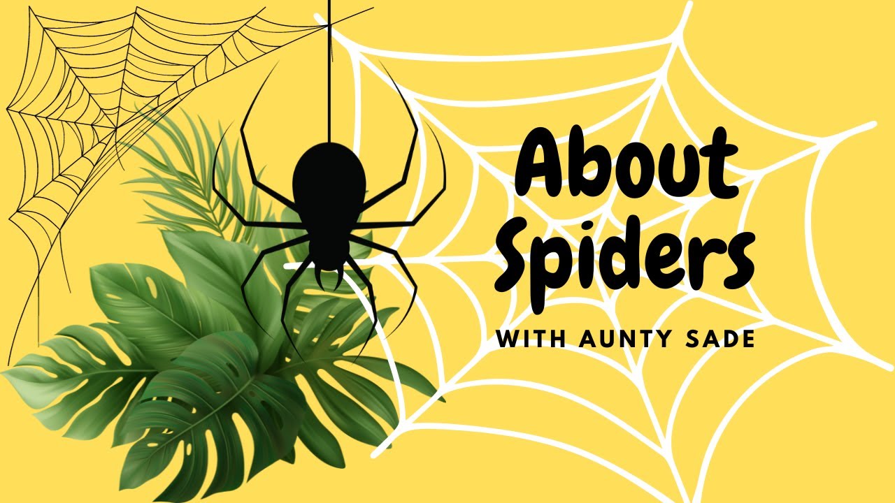 All About Spiders Lesson. - YouTube