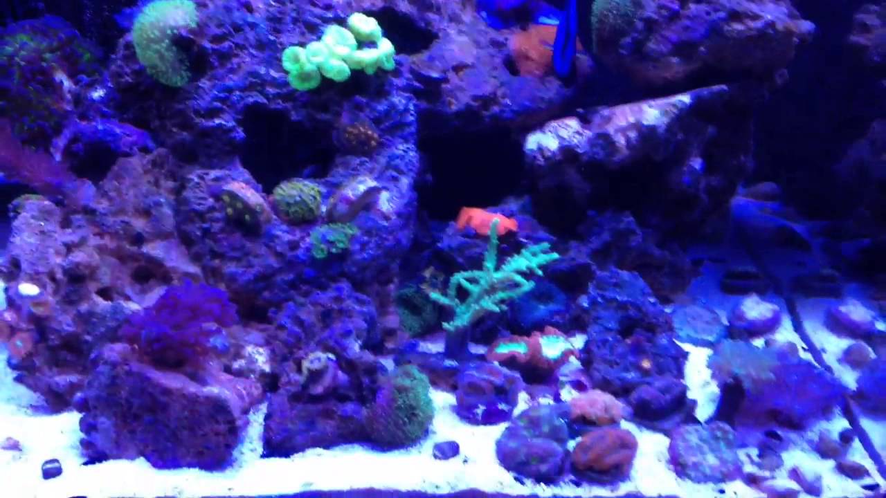 Black Barred Convict Goby - YouTube