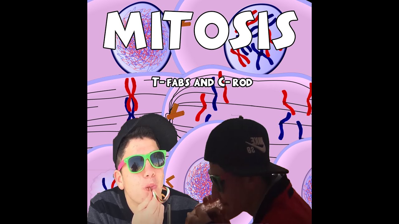 ||Mitosis||C-Rod and T-Fabs (OFFICIAL BIOLOGY RAP MUSIC VIDEO) [HD ...