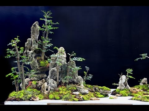 Top 10: Chinese Penjing Trees on the Day - YouTube