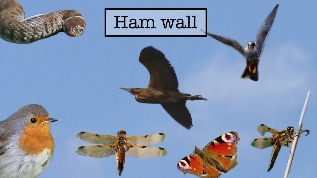 Dragons and Bitterns, Ham wall trip! - YouTube