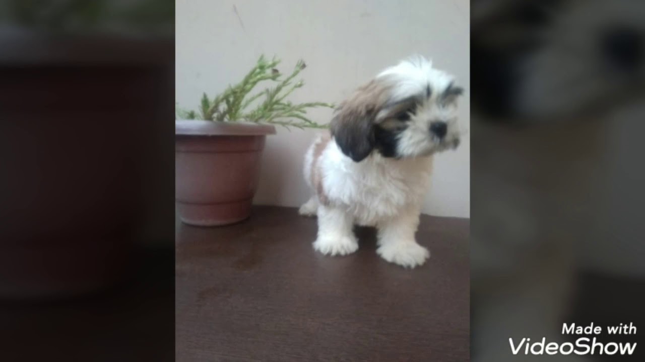 Lasa and other breed puppies - YouTube