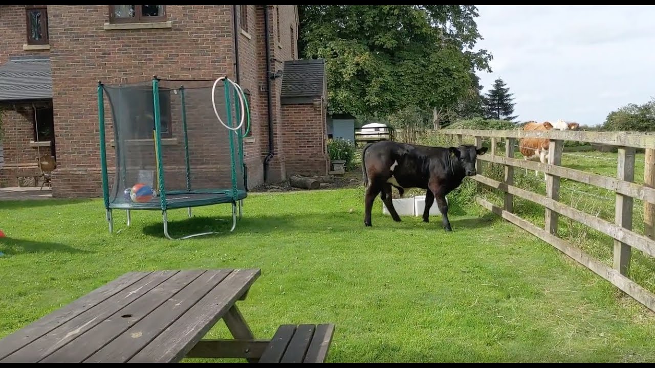 Trying to get a cow out of my garden. - YouTube