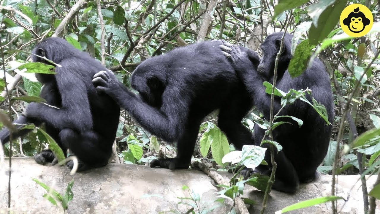 Juveniles and infant bonobos grooming together!【Observations of Bonobos ...