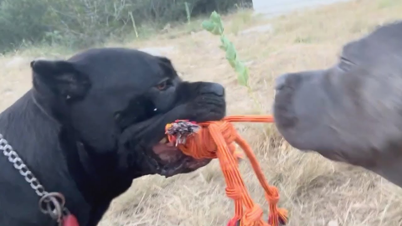 CANE CORSO POWERFUL BITE FORCE: Battle over New Toy! - YouTube