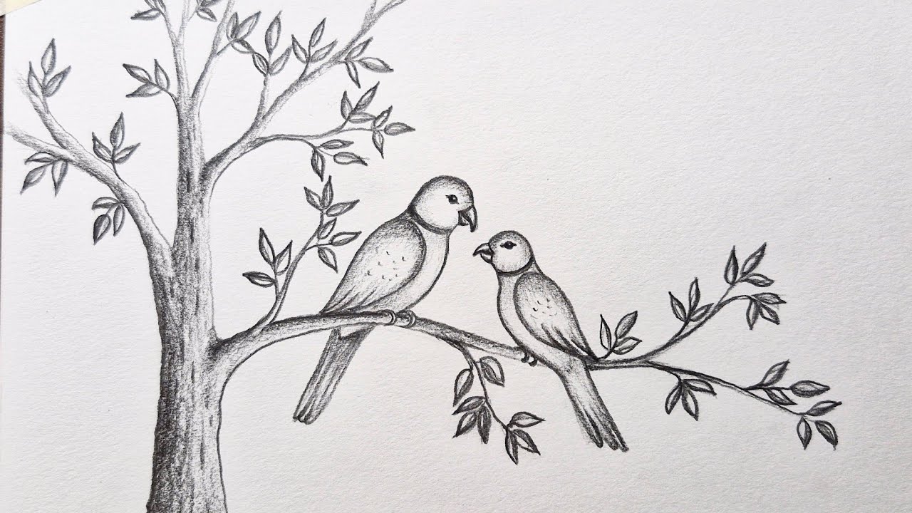 How to draw two Parrot on a tree || Pencil sketch Parrot drawing ...