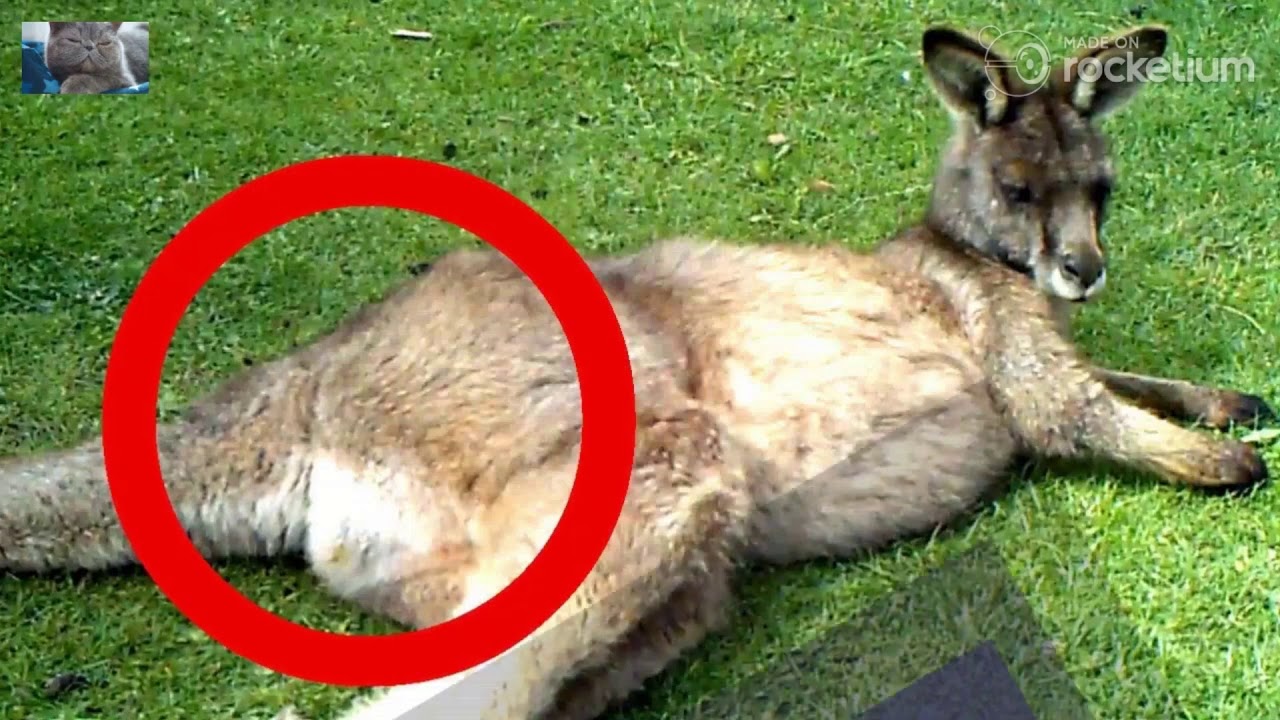 10 Interesting Fun Facts About Kangaroo || 10 sự thật thú vị về ...