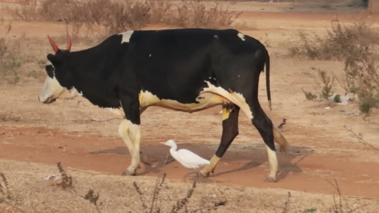 Cattle egret with a big cow - YouTube