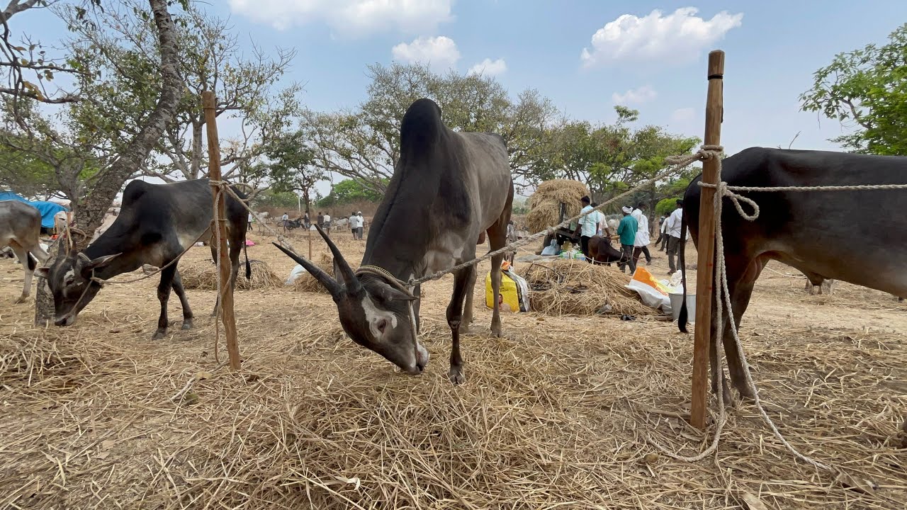BABY BETTA JATRE #hallikarbulls ಬೇಬಿ ಬೆಟ್ಟ pandupura Mandya 2024 march ...