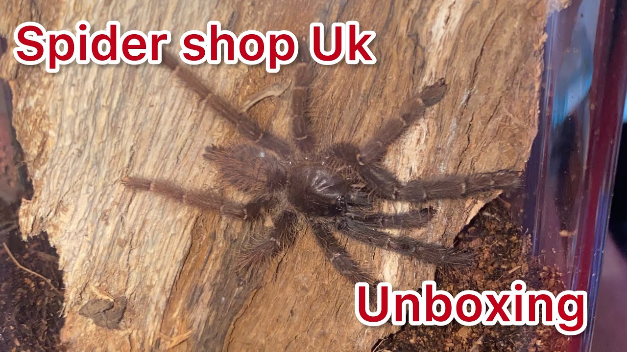 Spider shop uk unboxing - YouTube