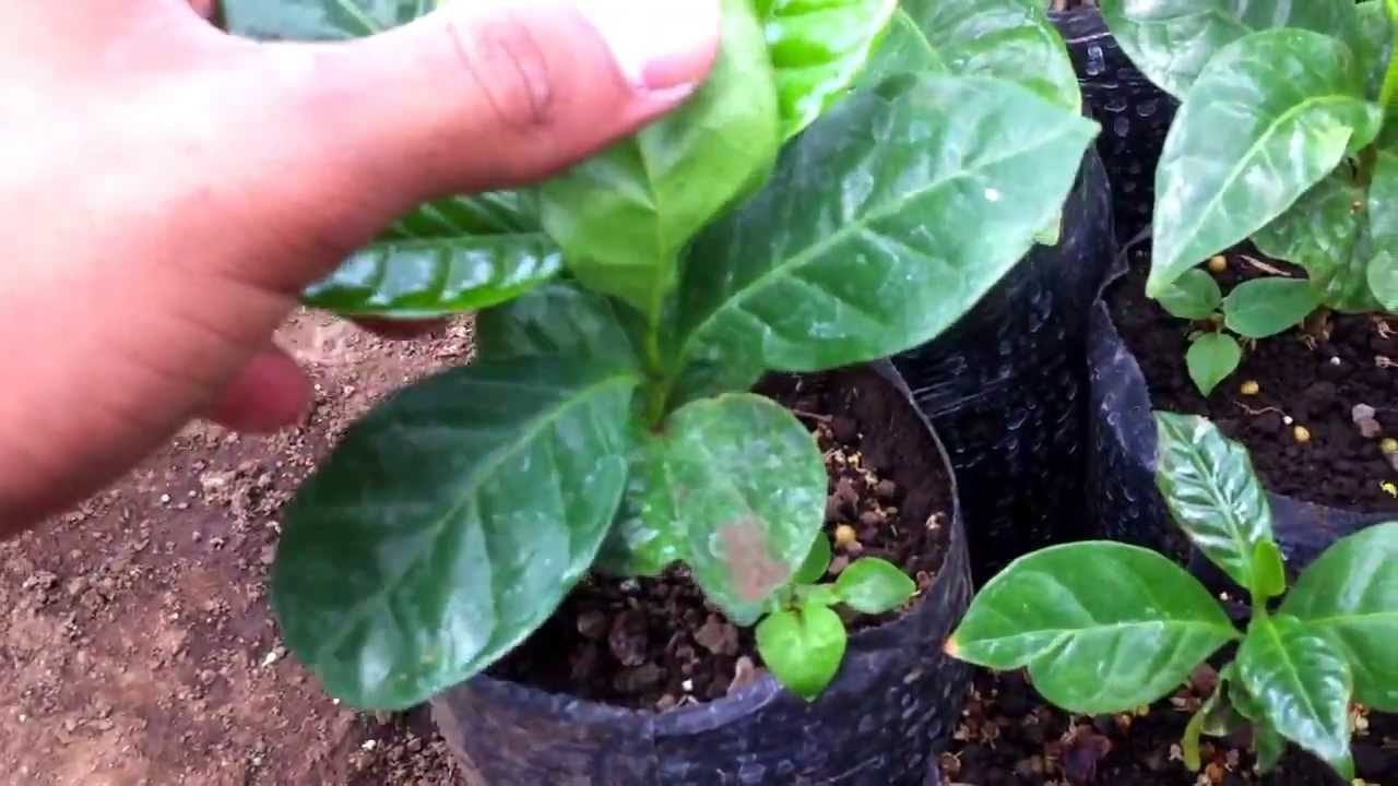 Almacigo Paso A Paso Youtube