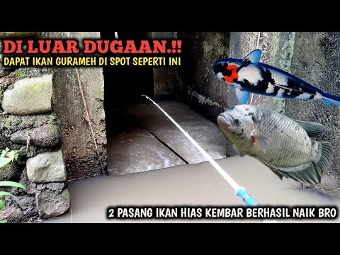 BIKIN KAGET.!! MANCING IKAN GURAMEH DI SELOKAN IRIGASI KECIL || IKAN HIASNYA NGUMPUL DI SATU ...