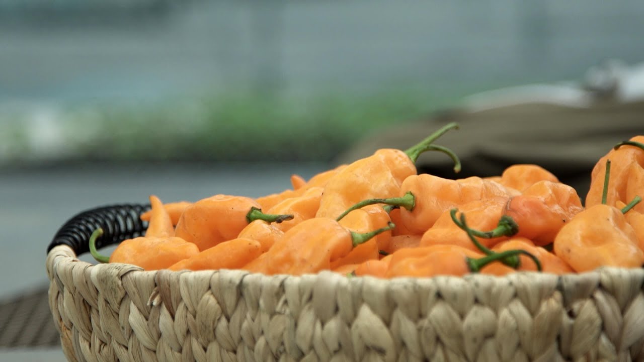 HABANADA PEPPERS: From the Field - YouTube