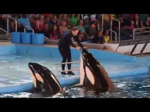 Killer Whales Up Close @ SeaWorld San Antonio - Full show - Aug 29 ...