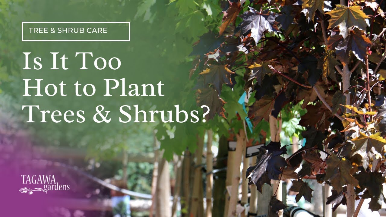 Is It Too Hot to Plant Trees and Shrubs? By Tagawa Gardens & Mike ...