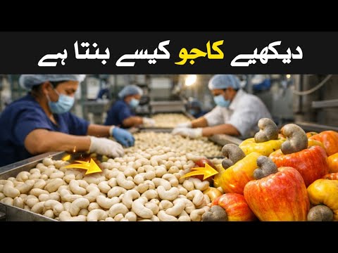 Kaju Kaise Banta Hai | Cashew Nut Factory Process