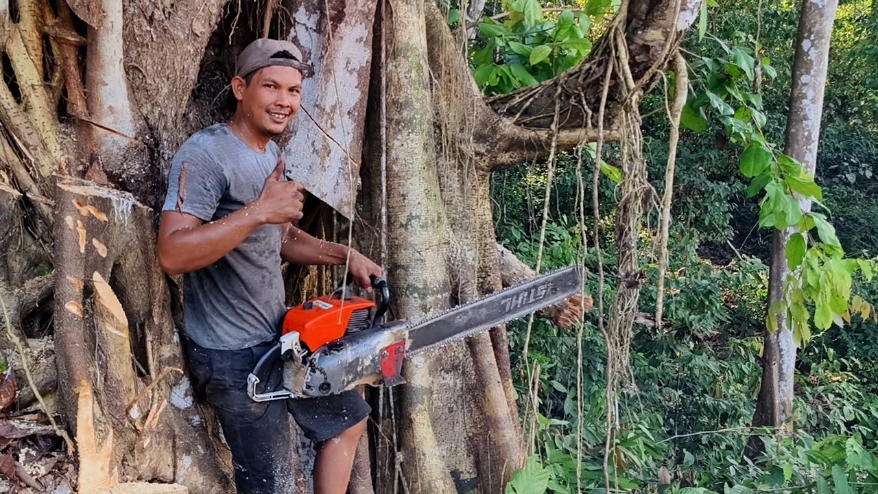 MENEBANG POHON BESAR BERINGIN ANGKER,⁉️APA YANG TERJADI ?" - YouTube