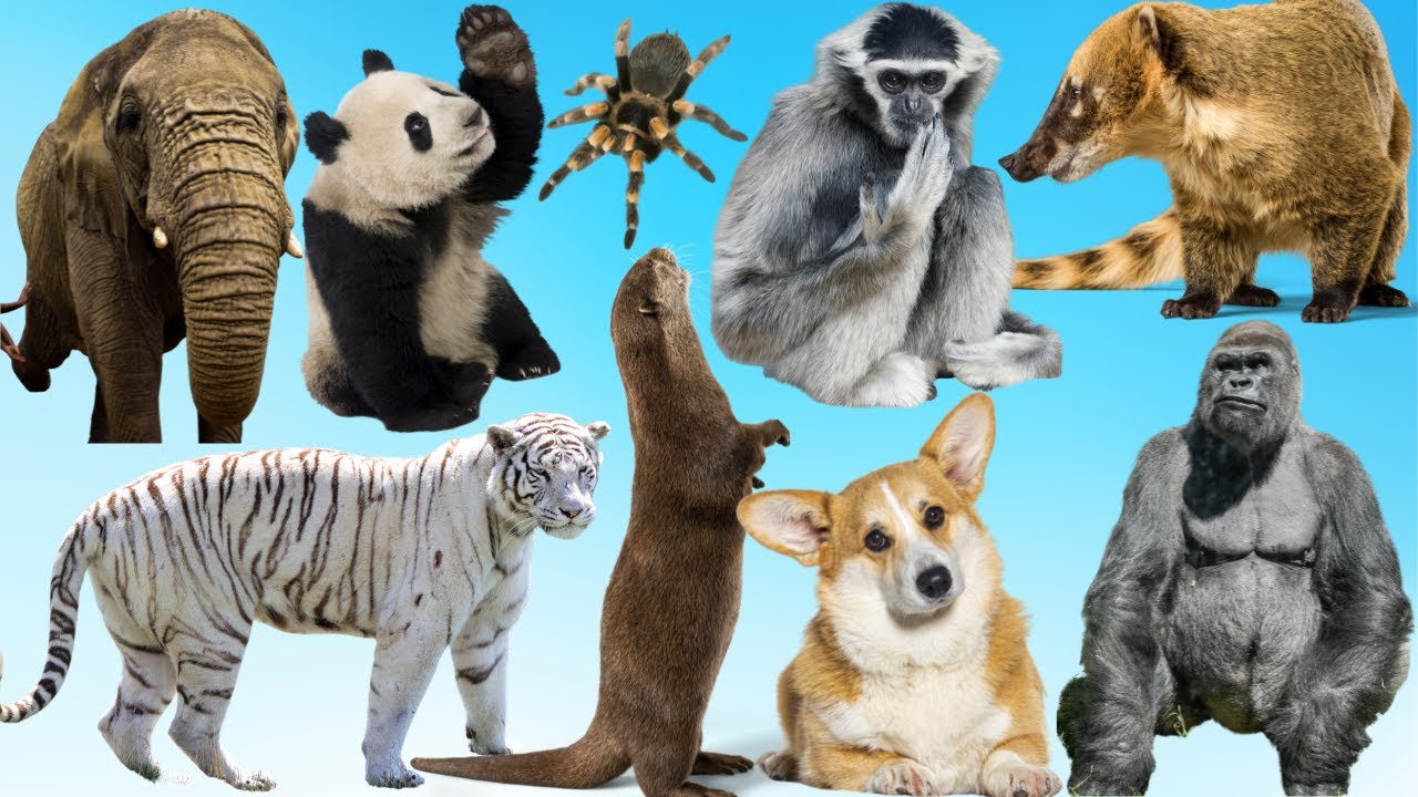 Animal sounds around us Dairy Cat, cows, Fog, leopard, parrot, squirrel ...