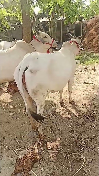 cow sell golbari #cows #cowseller #shorts - YouTube