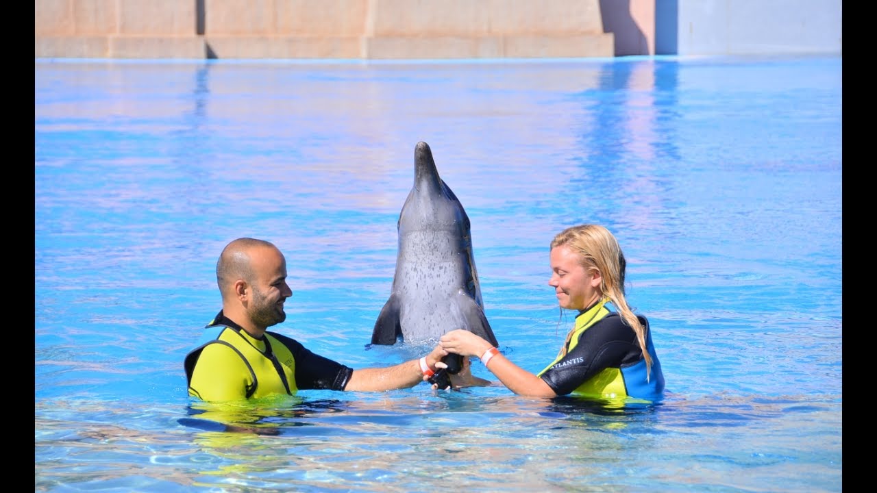 Marriage Proposal with Dolphins - Atlantis The Palm, Dubai, UAE - YouTube