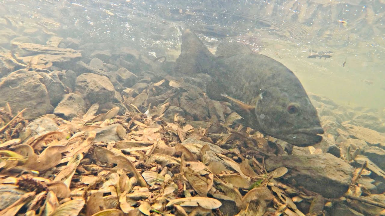 MORNING TOP WATER And AFTERNOON MINI FLUKE BITES!!! (Adrenaline Was ...