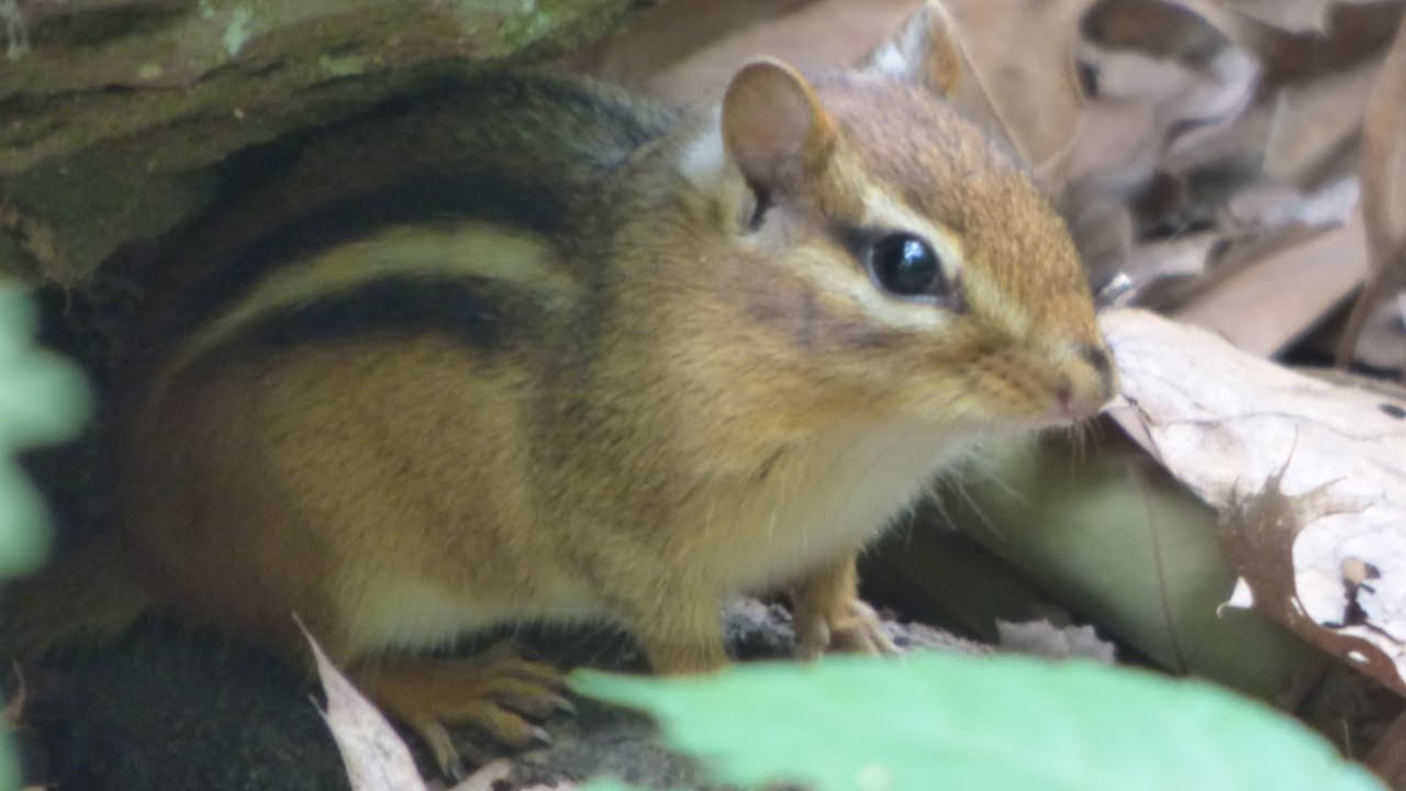 Wild chipmunk - about a minute with a chipmunk - part 13 #wildlife # ...