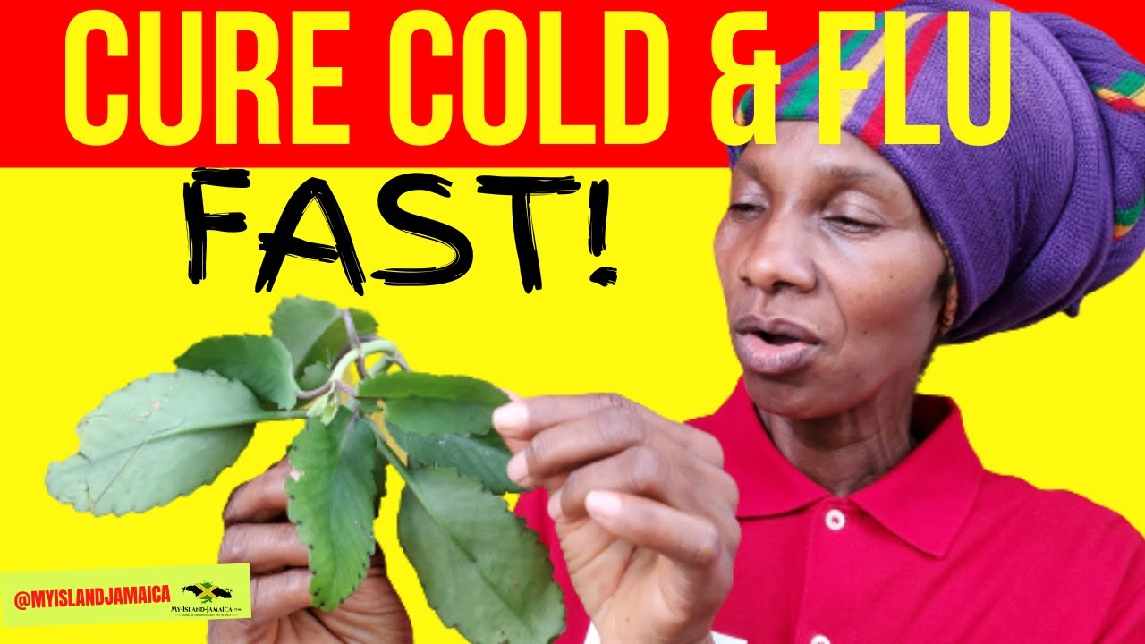 Beat COLD AND FLU with these 7 POWERFUL Herbs! 🇯🇲 - YouTube