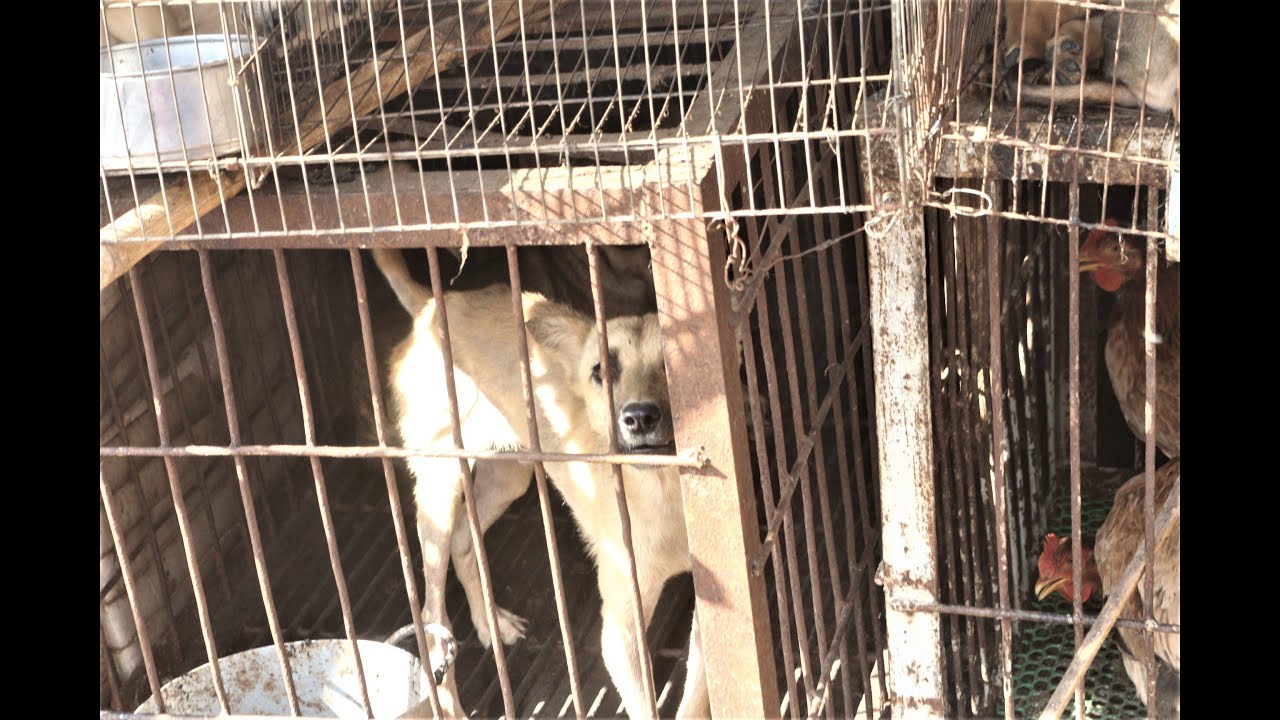 Korea Banned Dog Meat (but not Vietnam) - YouTube