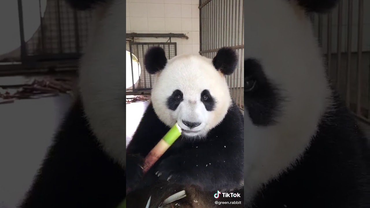 Tik Tok - Panda - YouTube