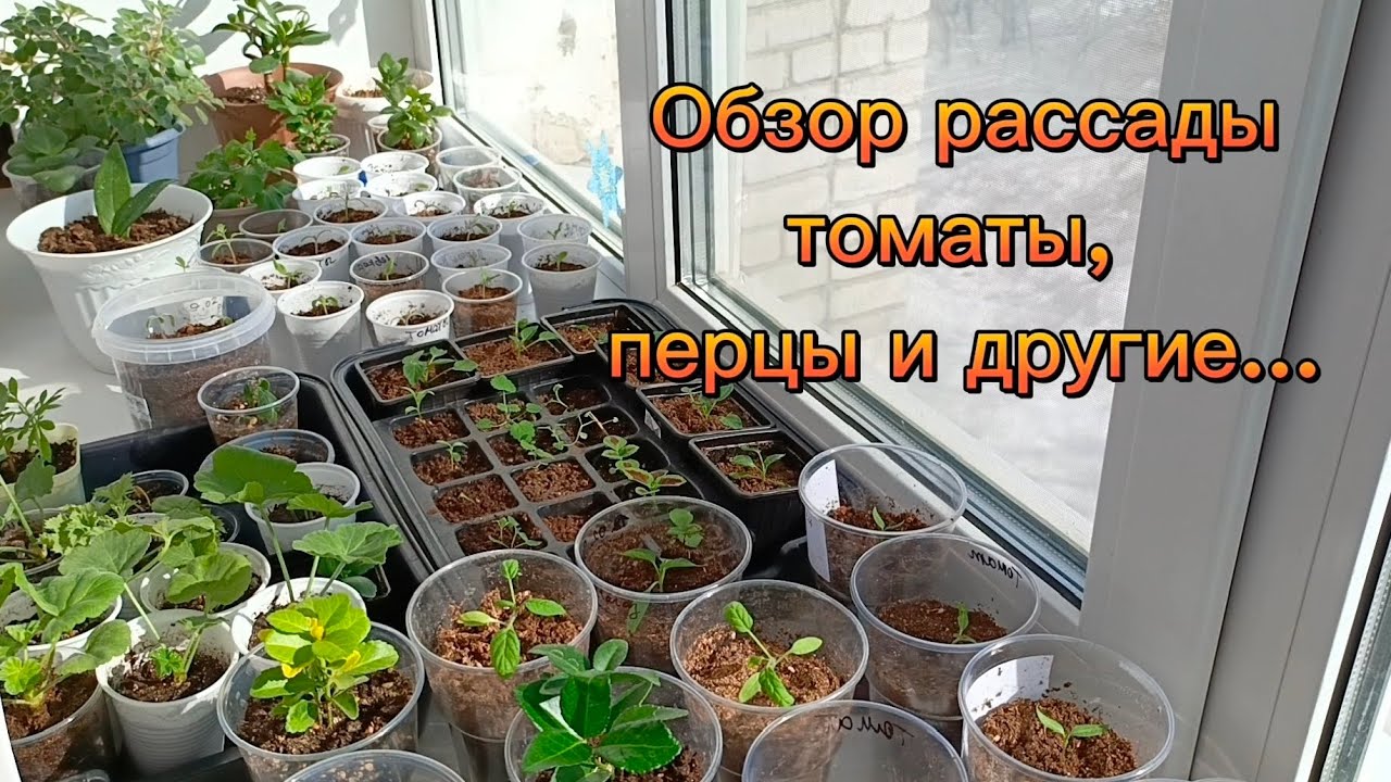 Обзор рассады на март.Перцы и другие... - YouTube