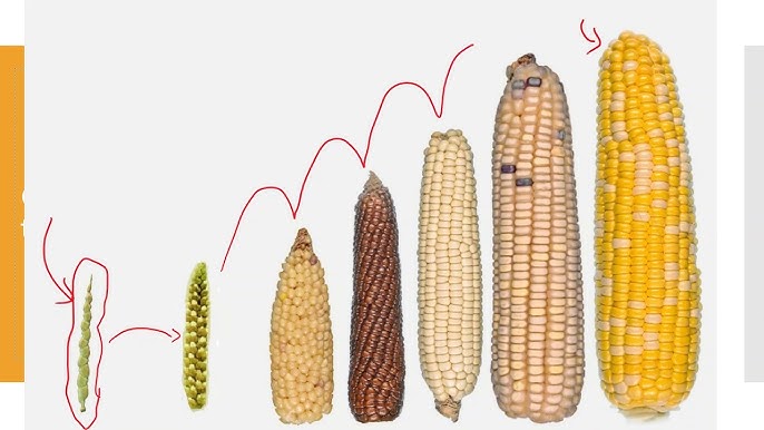 Artificial Selection Corn