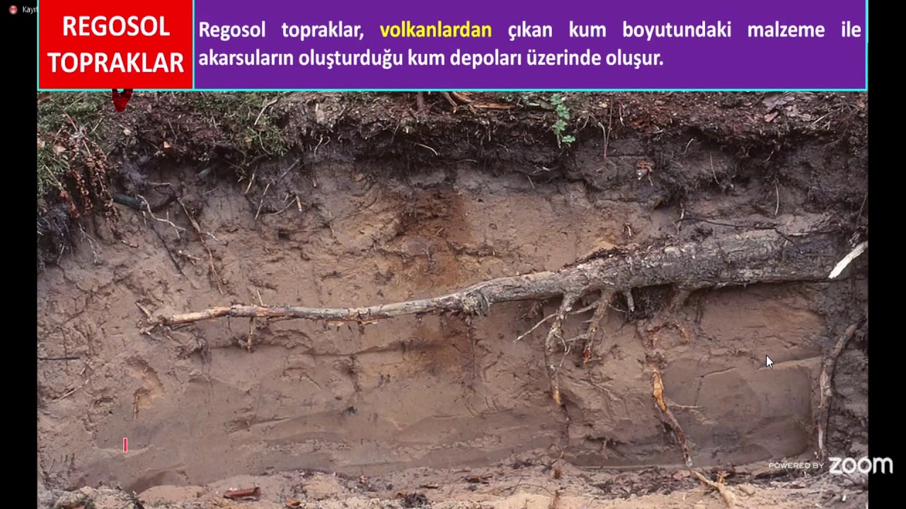 TOPRAK ÇEŞİTLERİ(İNTRAZONAL TOPRAKLAR+AZONAL TOPRAKLAR) *10.SINIF ...