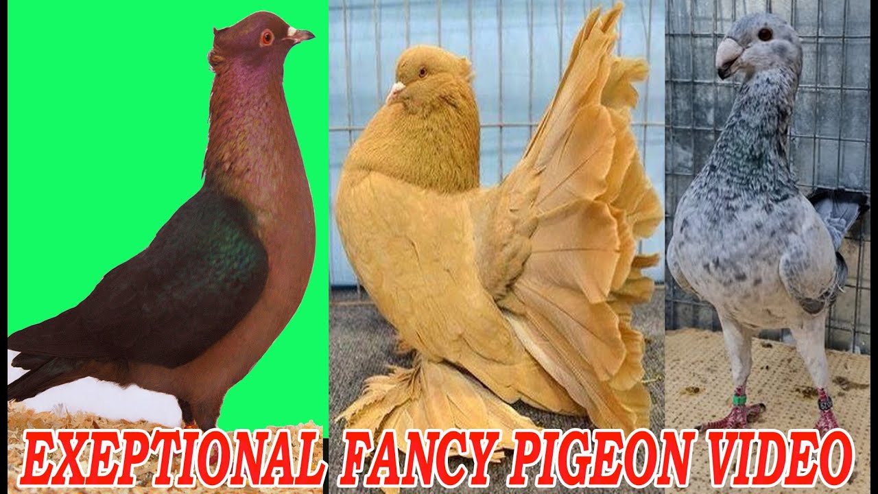 Gorgeous & Colorful Fancy Pigeon Fair # 27 - YouTube
