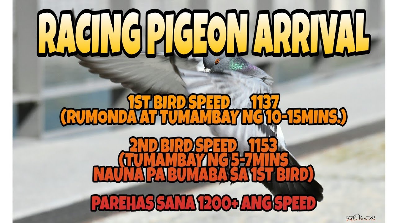 KALAPATI POOLING RACE | NAG POOLING TAYO NG KALAPATI | RACING PIGEON ...