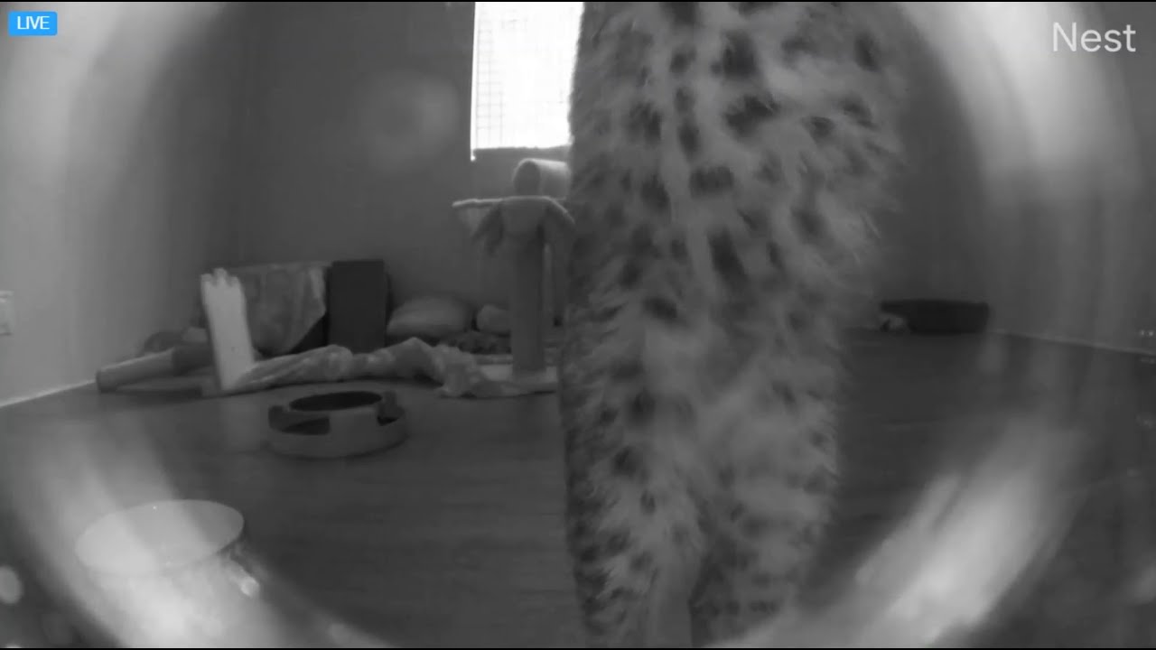 Good morning, Angel! Angel the rehab bobcat at Big Cat Rescue. - YouTube