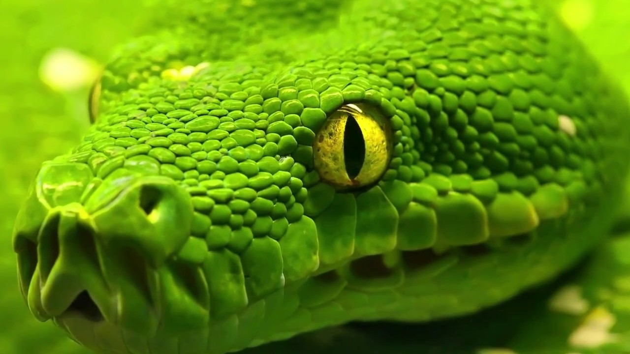 Le symbolisme du serpent - YouTube