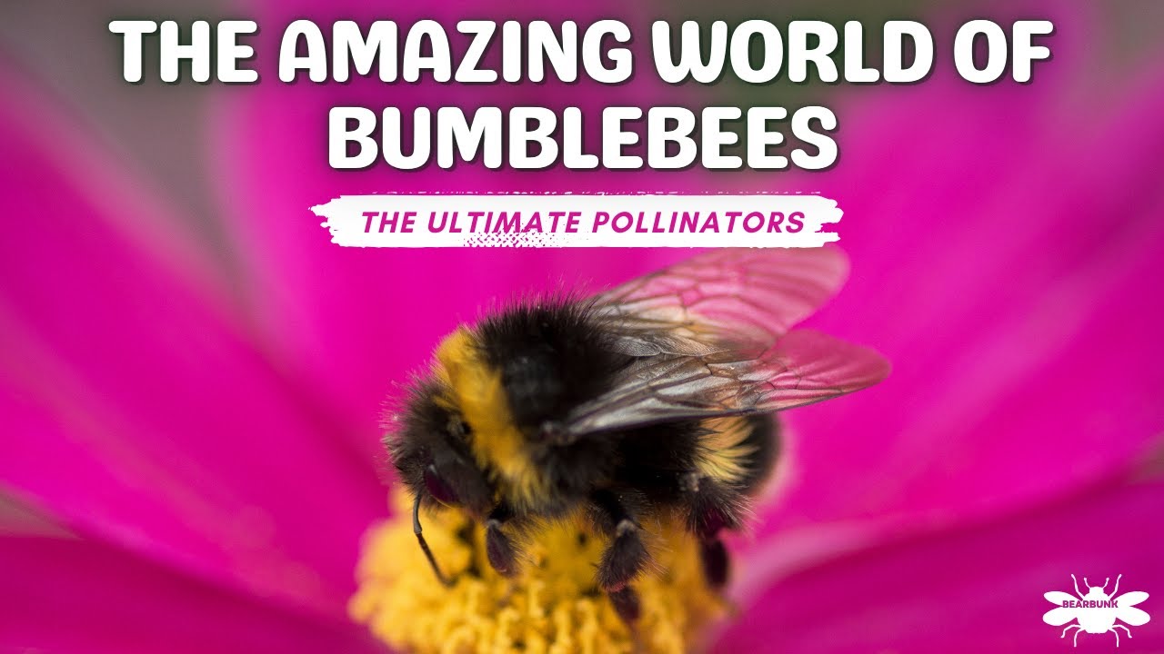 Amazing Bumblebees: The ULTIMATE Pollinators With Incredible Abilities ...