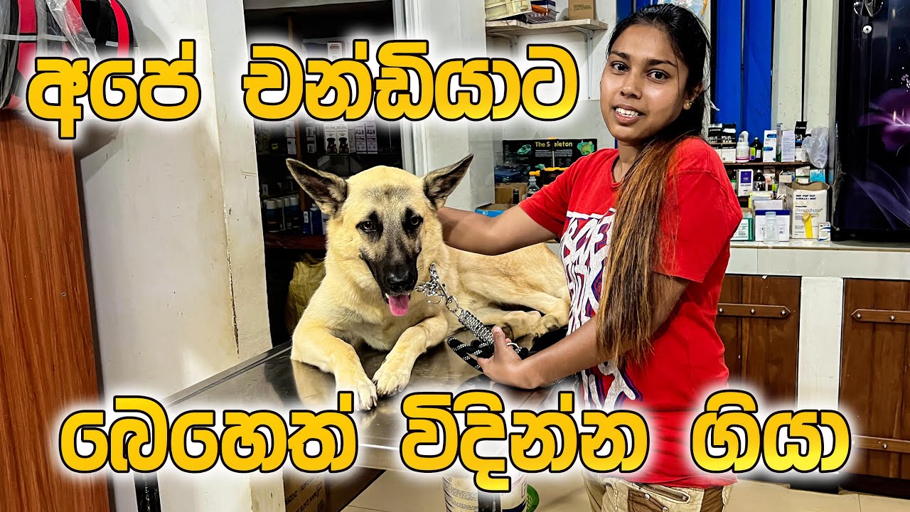 චන්ඩියා වගේ හිටියට ගූ බයයි මේක | SNOWI - MR DULA FAMILY - YouTube