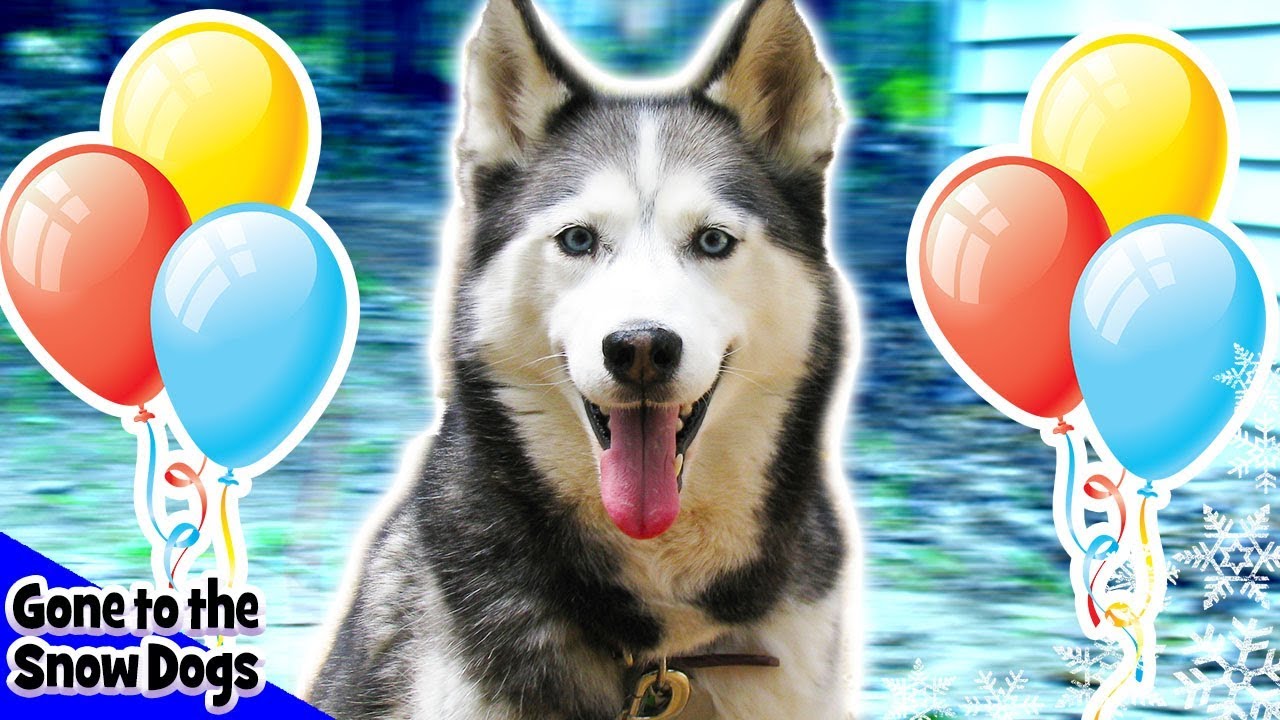 Happy Birthday Shiloh the Husky, We Miss You - YouTube
